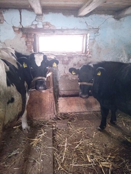 Vând vaci bune de lapte Diosti • OLX.ro