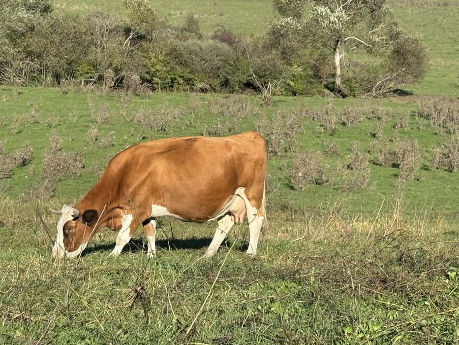 Vaca baltata romaneasca Veseud • OLX.ro