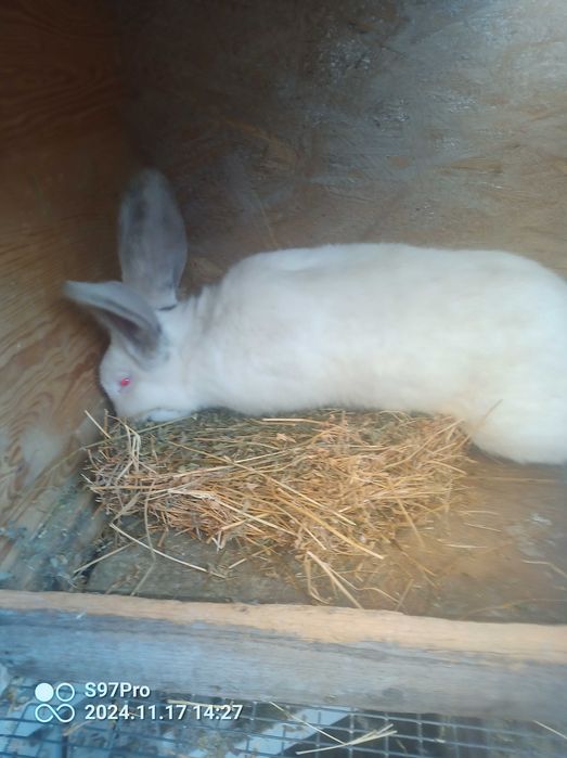 Iepure mascul UT Bucuresti Sectorul 1 • OLX.ro