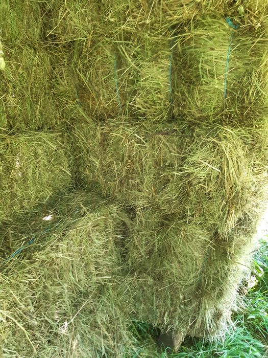 Baloti de fân productie 2024 Sibiu • OLX.ro