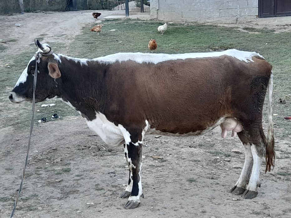 De vânzare vaca cu vitea Angus Voloiac • OLX.ro