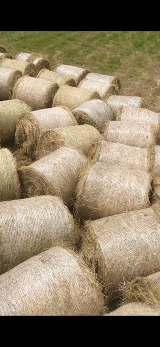 Vind baloti rotunzi fîn cu lucernă 1 Deva • OLX.ro