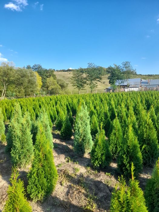 Tuia columnaris,smaragd Bacau • OLX.ro