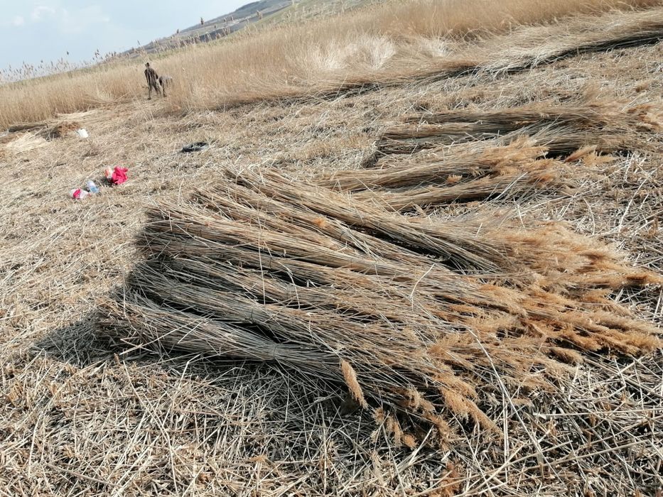 Maldari și snopi de stuf Iasi • OLX.ro