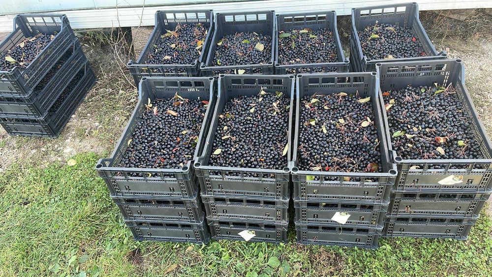 Aronia fructe 1000kg-11 lei Oradea • OLX.ro