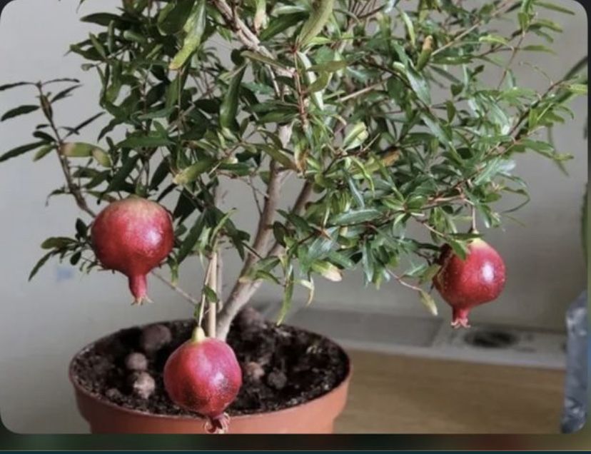 Rodiu guleisha rezistent Bucuresti Sectorul 5 • OLX.ro