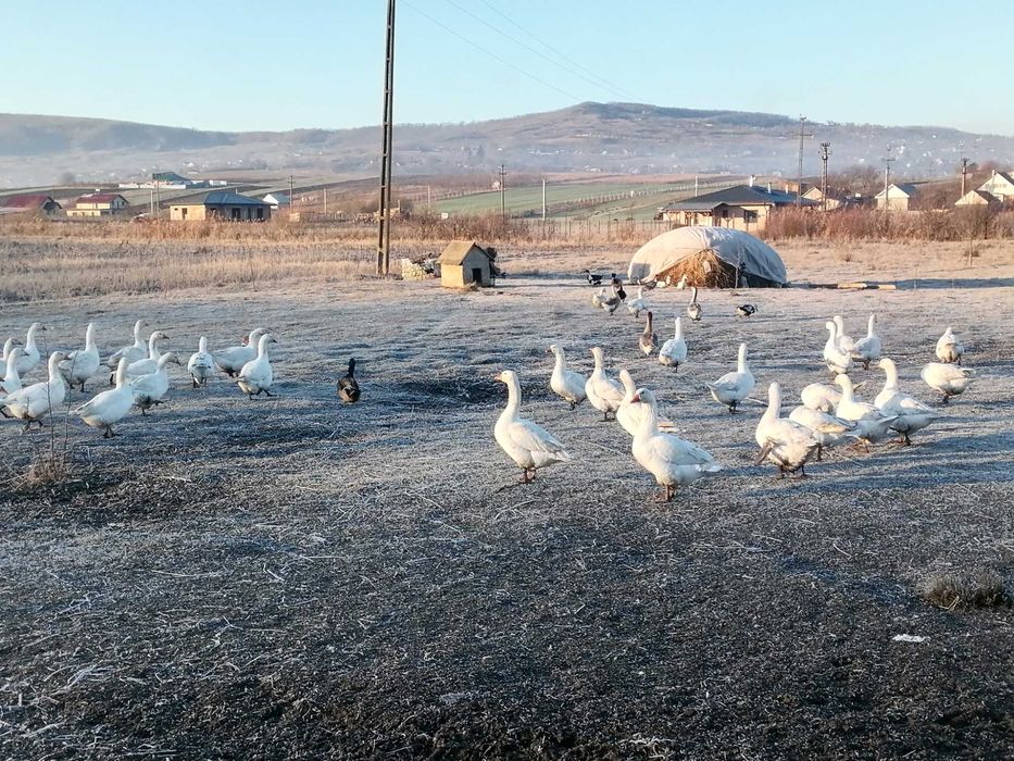 Gâște, rațe, bibilici de vanzare Iasi • OLX.ro