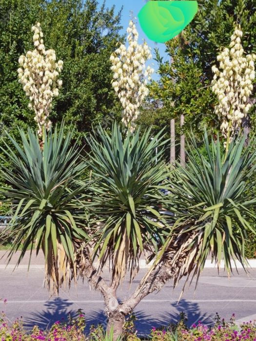 Yucca faxoniana - soi extrem de rezistent Targu Jiu • OLX.ro