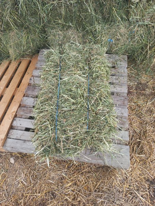 Baloti lucerna și fan Sanmihaiu Roman • OLX.ro