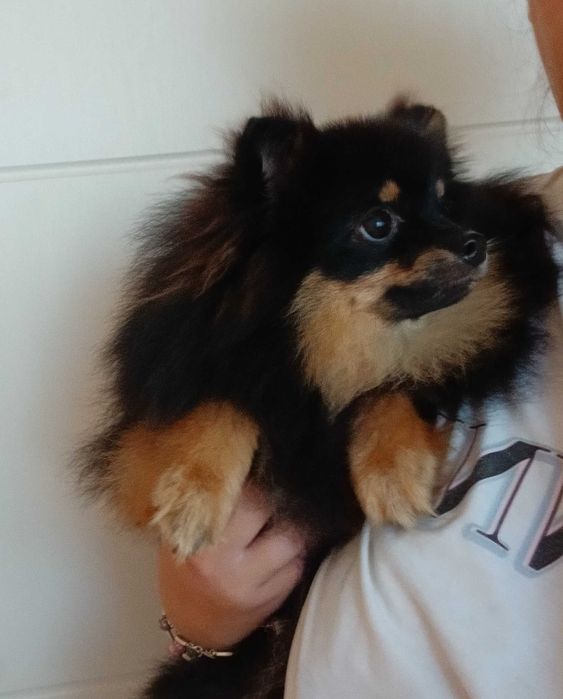 Развъдник FCI за родословни померан и малък шпиц гр. Пловдив Център • OLX.bg