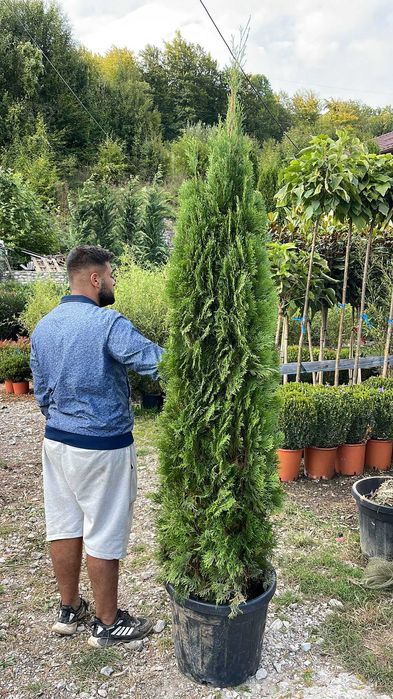 Spirala, Leilandy Mesteacan Tuia smaragd Tunari • OLX.ro