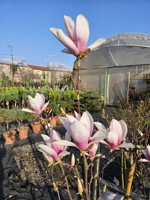 Magnolia diverse sortimente si marimi Oradea • OLX.ro