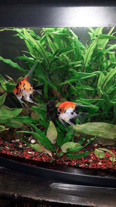 Plante acvariu schimb/vand Bucuresti Sectorul 1 • OLX.ro