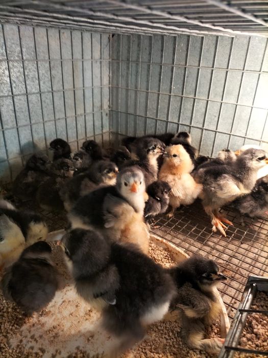 Pui cochinchina negru uriaș rasa pura poze cu parintii Craiova • OLX.ro