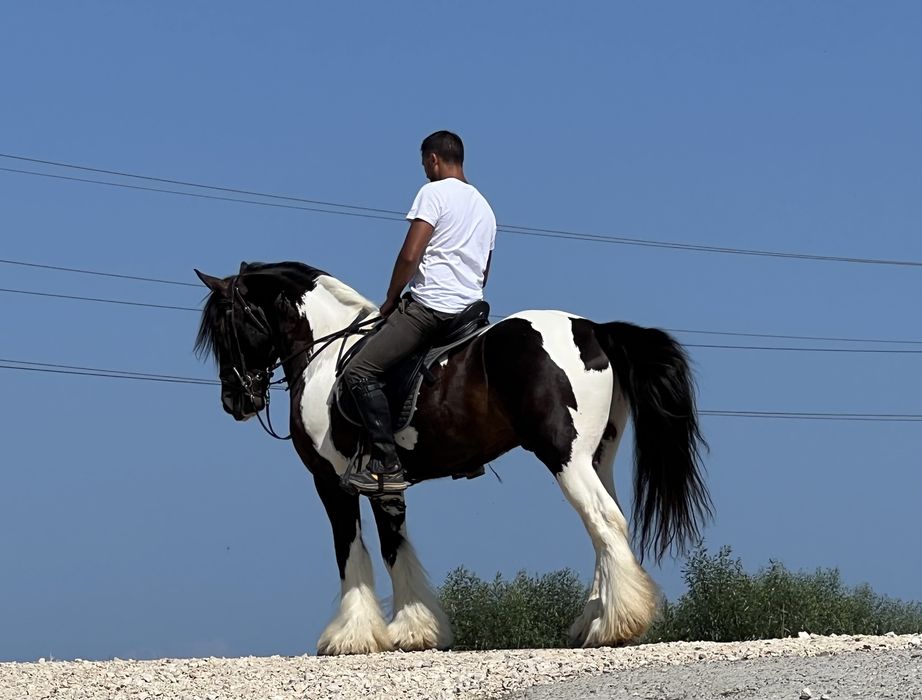 Cal castrat gipsy vanner echitatie calarie trasura Brasov • OLX.ro
