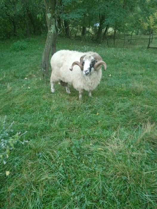 Berbec de vanzare Ohaba-Ponor • OLX.ro