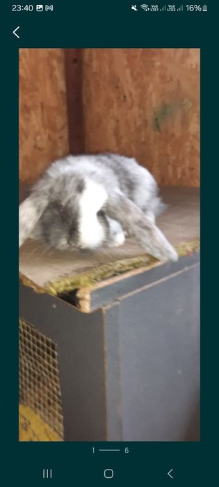 Berbec german rhonn pui și maturi Cluj-Napoca • OLX.ro