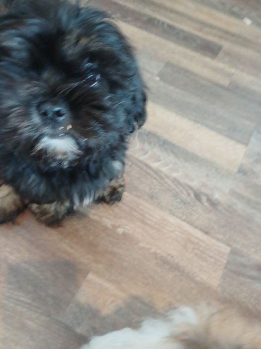 Shih tzu 3 luni. Bucuresti Sectorul 1 • OLX.ro