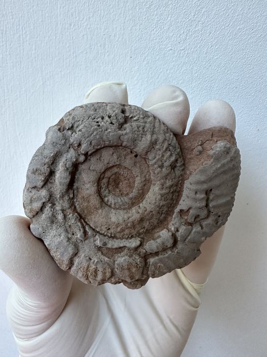 Амонит фосил гр. София 7-ми 11-ти километър • OLX.bg