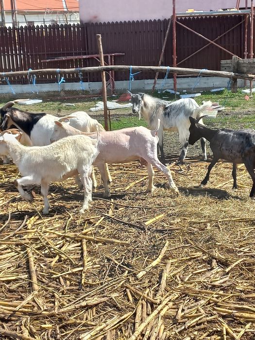 Vând capre pe alese cu sau fără iezi Golesti • OLX.ro