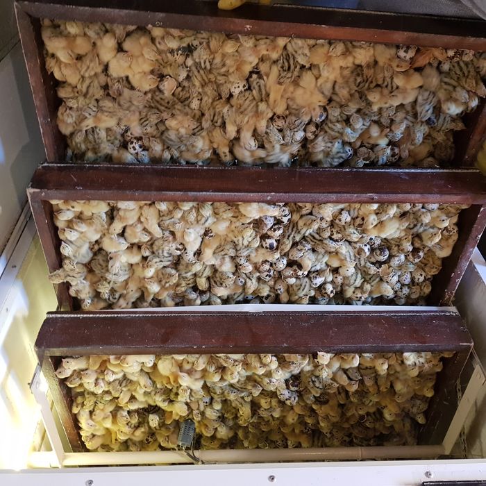 Pui 1 zi prepelite PolaraGigant Bucuresti Sectorul 5 • OLX.ro