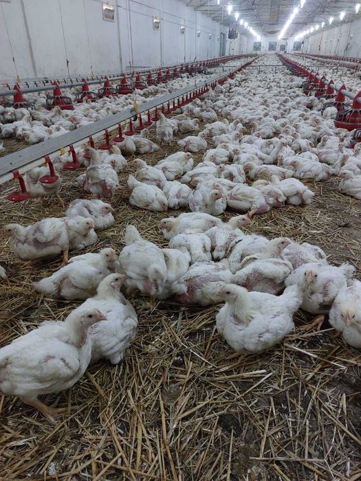 Pui alb de carne si rasa mixta cu vaccinurile la zi! Draganesti-Olt ...