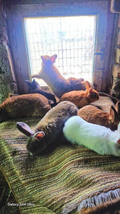 Vand Iepuri Diferse Marimi si Vârste Timisoara • OLX.ro