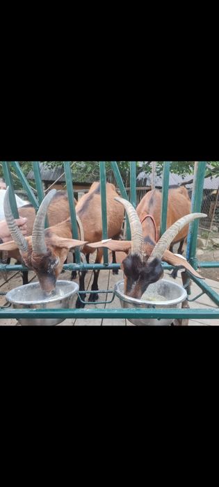 3 capre alpin francez si 3 iezi (afisat pret individual) Ramesti • OLX.ro