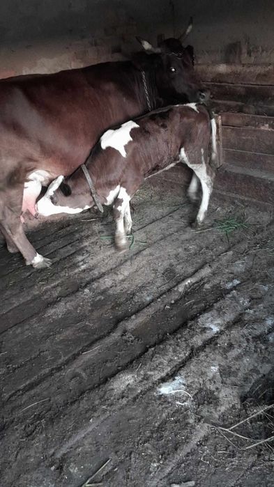 Vand vaca cu tot cu vitel Targu Frumos • OLX.ro