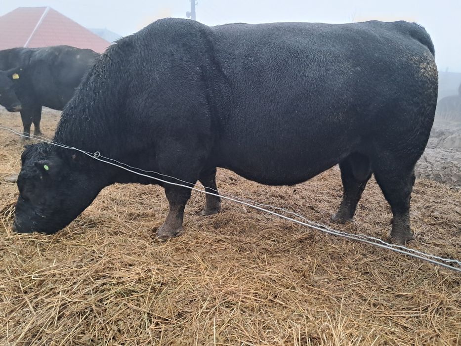 Vând vaci angus cu certificat de origine Beresti • OLX.ro