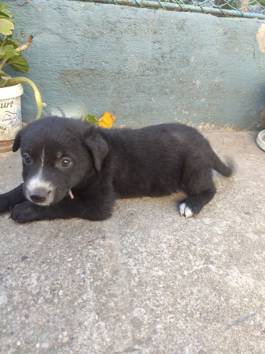 Donez câini mici Arad • OLX.ro
