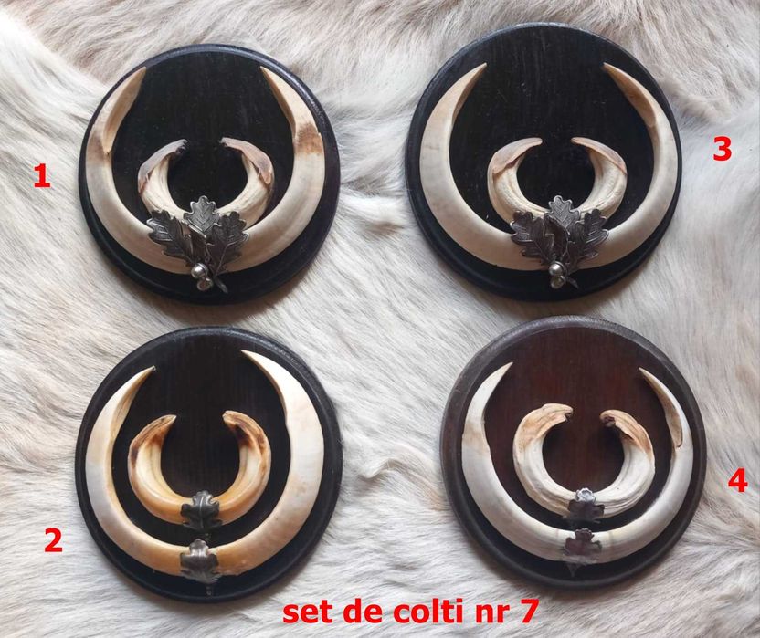 Trofeu/trofee/colti de mistret seturi Biharia • OLX.ro
