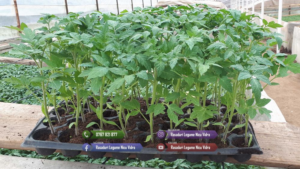 Rasaduri legume : Rasad de rosii ardei castraveti vinete salata varza ...