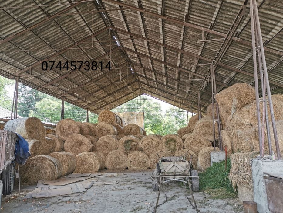 Baloti lucerna rotunzi.cate 40.Sau Fan.Drep.500.Trabsp.Inclus.RO Cheia ...