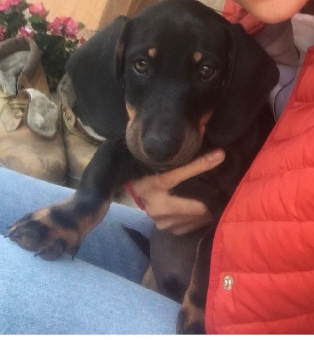 Vand pui catel teckel Timisoara • OLX.ro