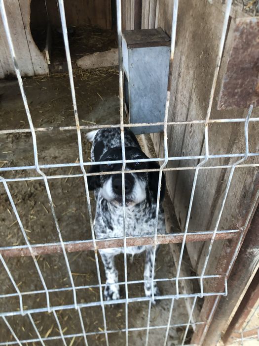 Brac german alb cu negru , varsta cinci ani , donez ! Bun pentru paza ...