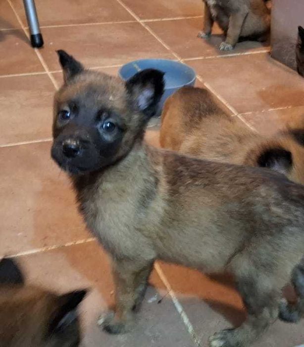 Pui ciobănesc belgian malinois Baia Mare • OLX.ro