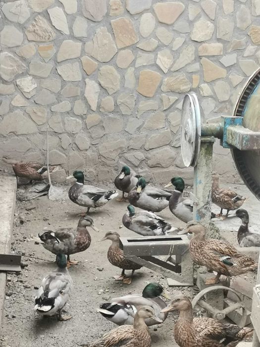 Vând pauni si fazani Corbii Mari • OLX.ro