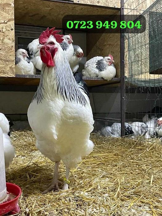 Pui gaini de rasa Australorp Sussex HD Brahma Araucana Marans Jersey ...
