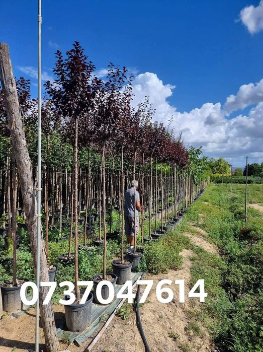 Prunus Nigra Cerasifera ( corcoduș rosu ) Bucuresti Sectorul 1 • OLX.ro