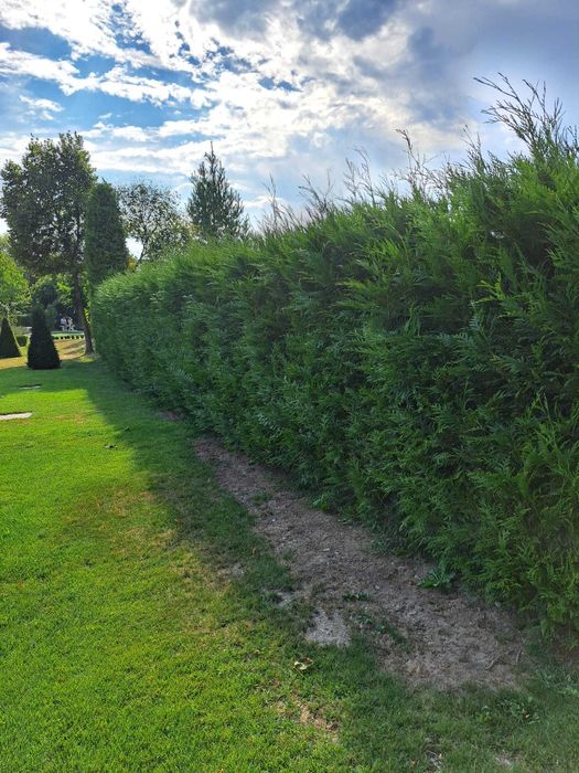 Brazi de vanzare si multe alte plante Titu • OLX.ro