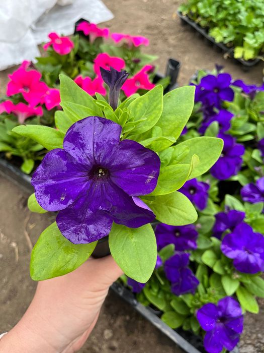 Vand rasad rosii,vinete,ardei, rasaduri plante aromatice și flori Vidra ...