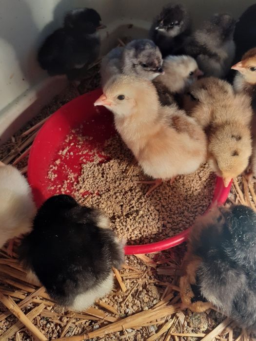 Pui de gaina Araucana Mihailesti • OLX.ro