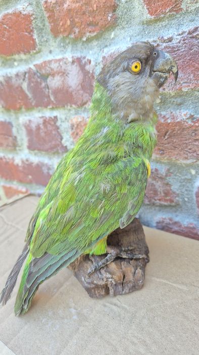 Papagal Senegal Impaiat - Taxidermie Targoviste • OLX.ro