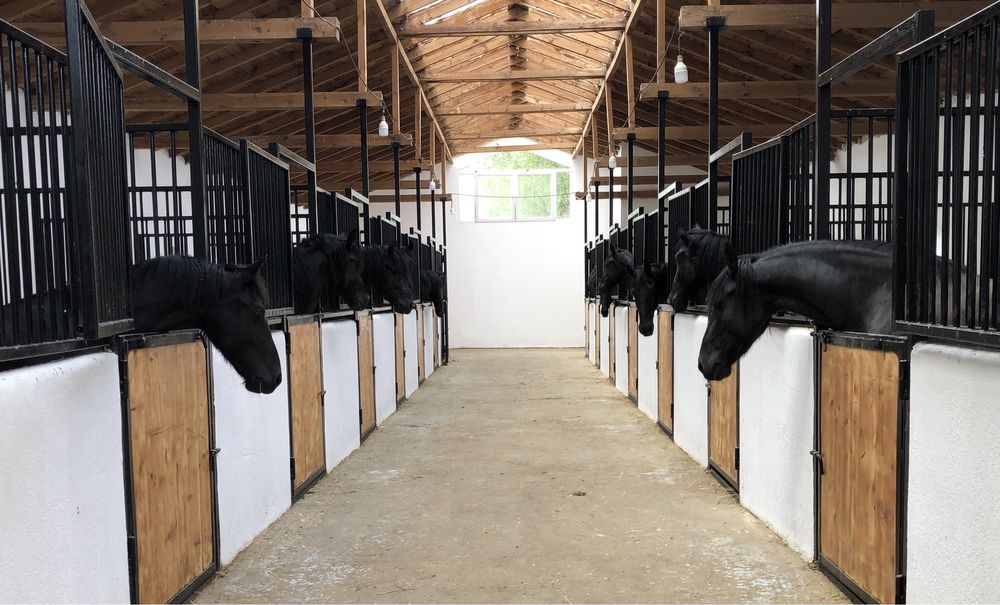 Friesieni mânji iepe armăsari Frizieni Brasov • OLX.ro