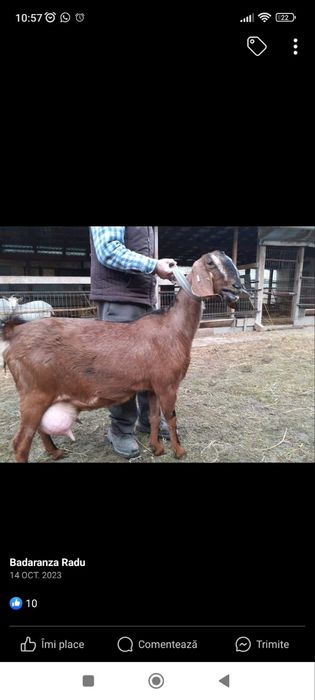 Capre anglo nubiene cu pedegree Darlos • OLX.ro