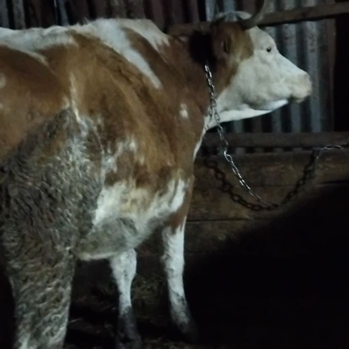 Vand vaca cu vitel Timisoara • OLX.ro