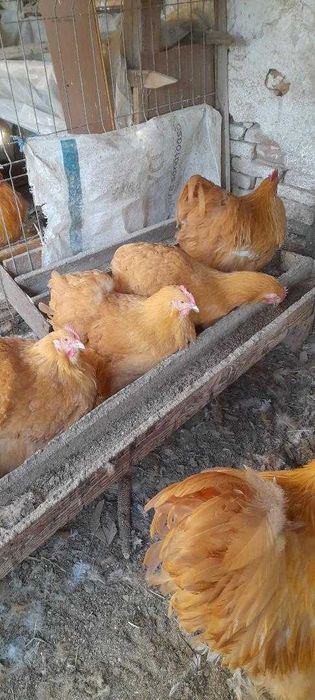 Oua gaini rasa de incubat Orpington , Wiandotte, Sussex si Australorp ...