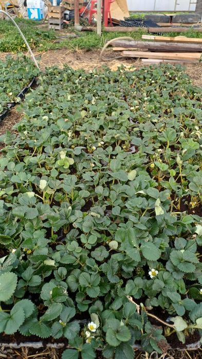 Vand stoloni capsuni in alveole Bobota • OLX.ro