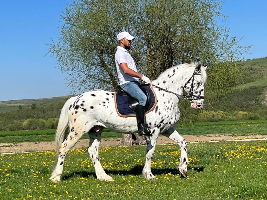 Cal Appaloosa echitatie călărie Brasov • OLX.ro